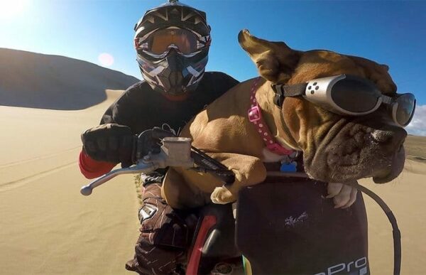 Video: Lexus The Dirt Bike Dog | Dirtbike Rider
